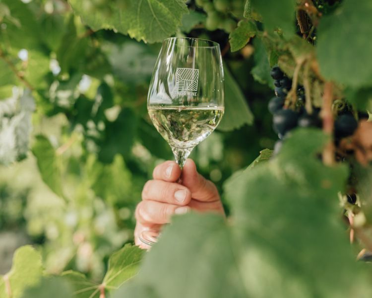 Les parts de marché des vins suisses en grande distribution sont ...