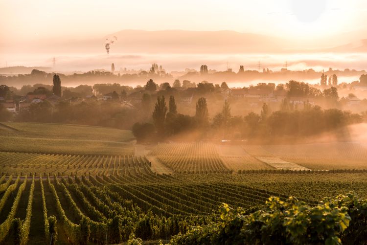The wine region of Geneva | Home of Swiss Gamay & Unique Terroirs